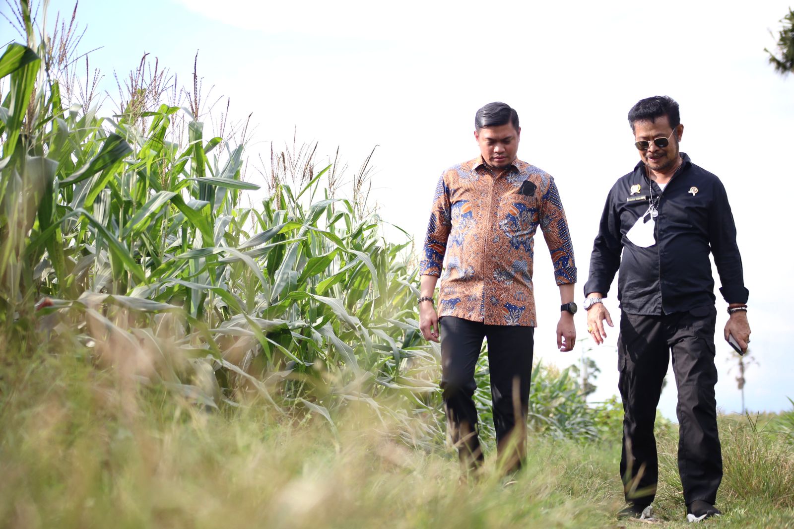 Gowa Diharap Jadi Percontohan Pengembangan Demplot Tanaman Jagung ...